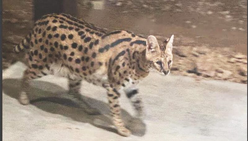Big cat found: Loose serval cat captured in Washington County | News ...